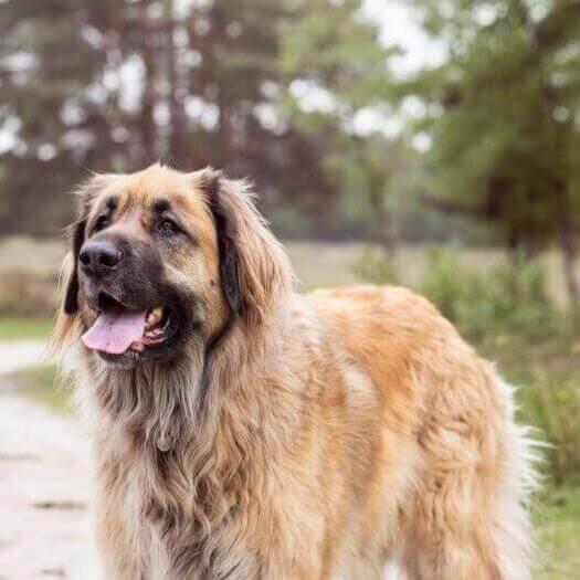 Información sobre la raza de perro Leonberger | Purina