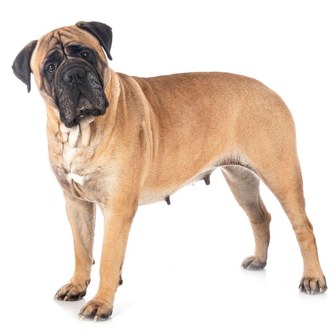 Una Raza De Perro Llamada Mast