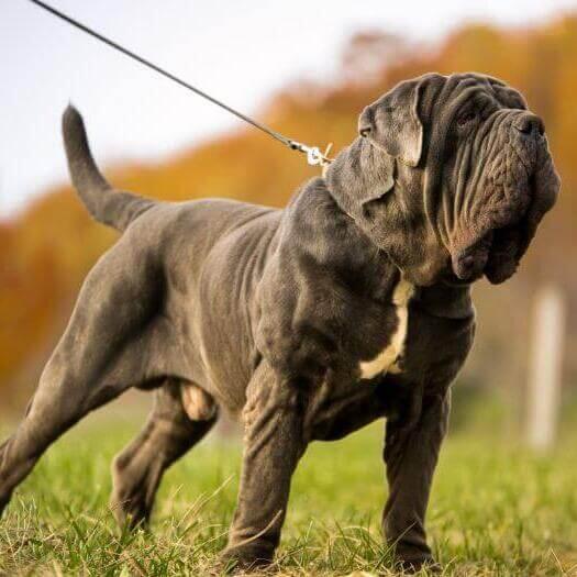 Napolitansk Mastiff Hercules
