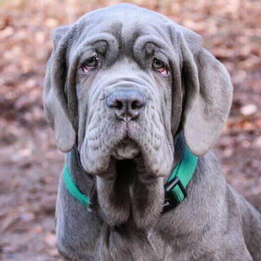Son Mastines Italianos Buenos Perros De Familia