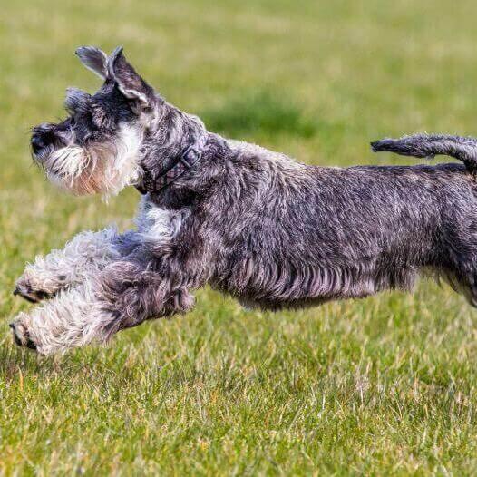 Información sobre la raza de perro Schnauzer estándar | Purina