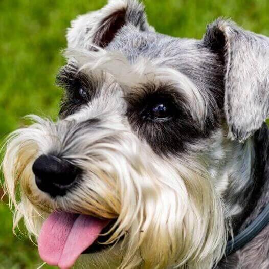 Información sobre la raza de perro Schnauzer estándar | Purina