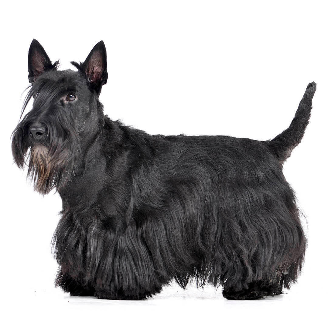 Son Perros Escoceses De Escocia