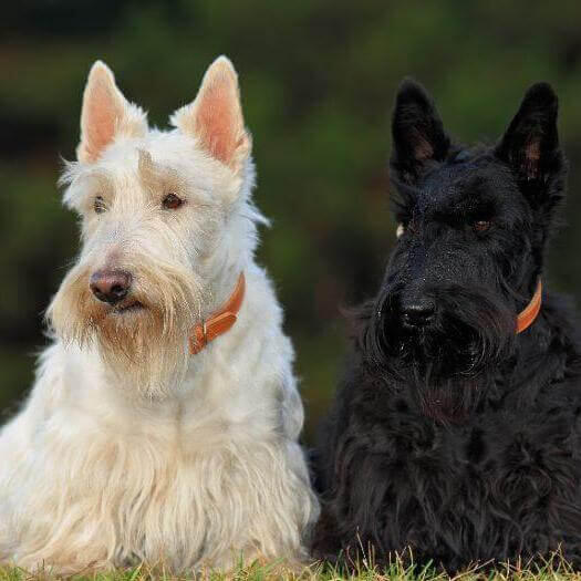 Información sobre la raza de perro Terrier escocés | Purina