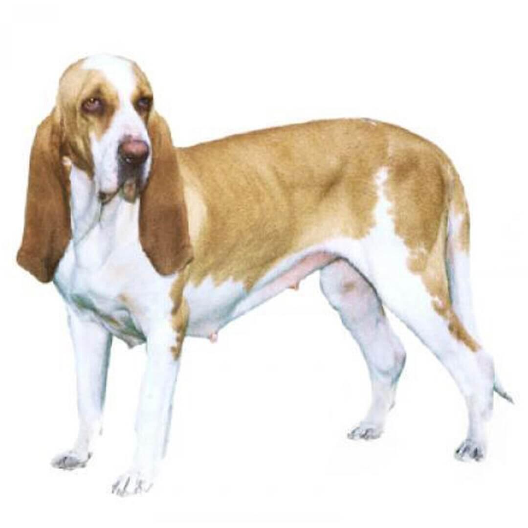 Información sobre la raza Sabueso italiano de pelo corto | Purina