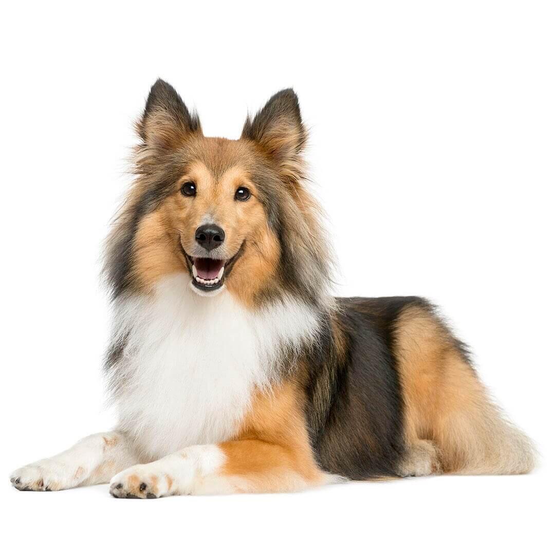 Son Buenos Los Perros Pastores Sheltie Con Los Gatos
