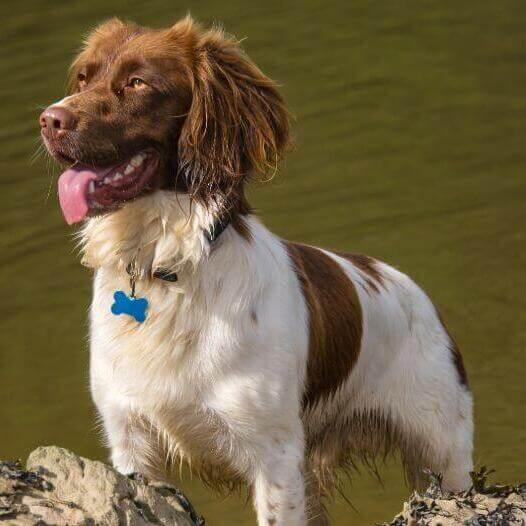 Información sobre la raza Springer Spaniel galés | Purina