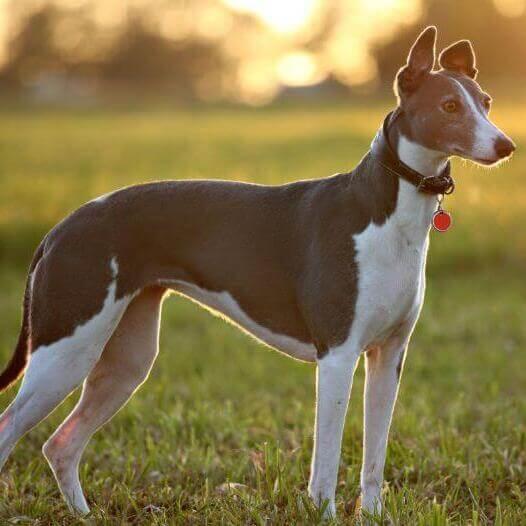 Información sobre la raza de perro Whippet | Purina