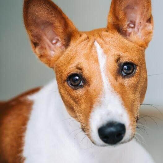 Que Sonido Hace Un Perro Basenji