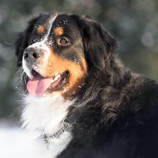 Son Protectores Los Perros De Montaña De Bernese