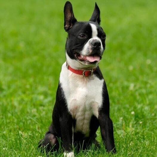 Información sobre la raza de perro Boston Terrier | Purina
