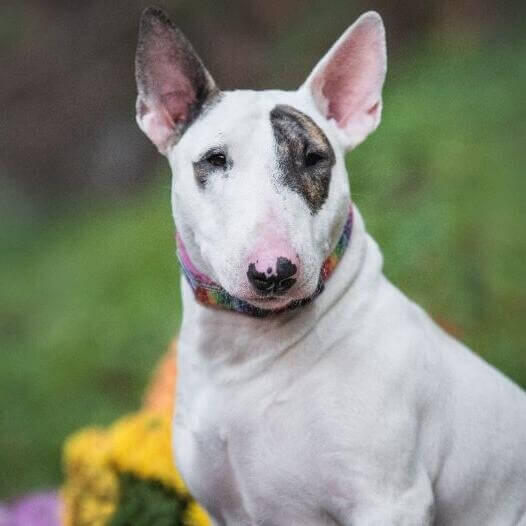 Información sobre la raza Bull Terrier miniatura | Purina