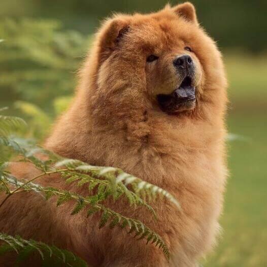 Información sobre la raza Chow chow (de pelo duro) | Purina