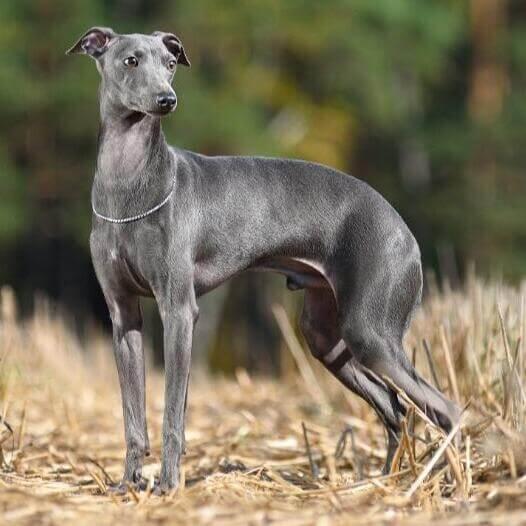 Es Un Galgo Italiano Lo Mismo Que Un Galgo