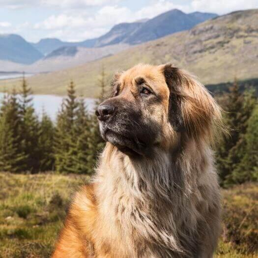 Información sobre la raza de perro Leonberger | Purina