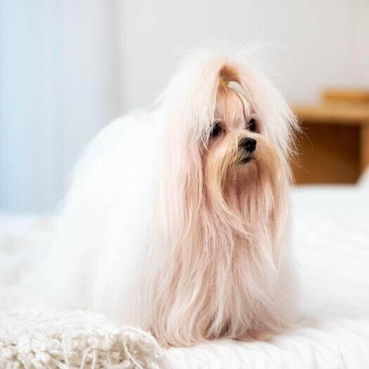 Información sobre la raza de perro Maltés | Purina