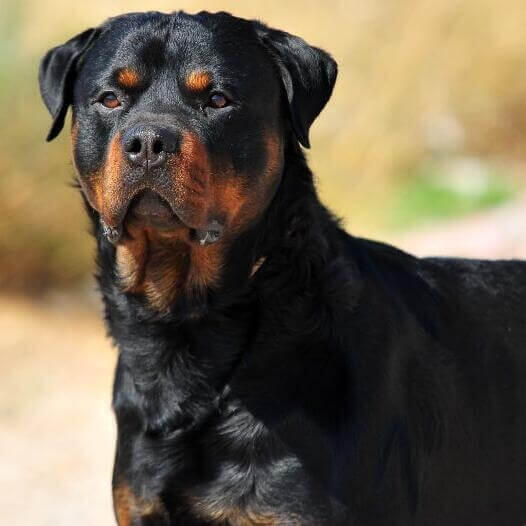 Cuanto Pesa Una Hembra Rottweiler