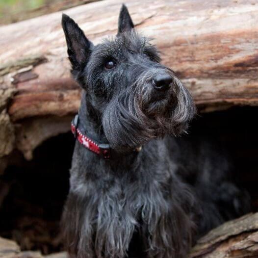 Información sobre la raza de perro Terrier escocés | Purina