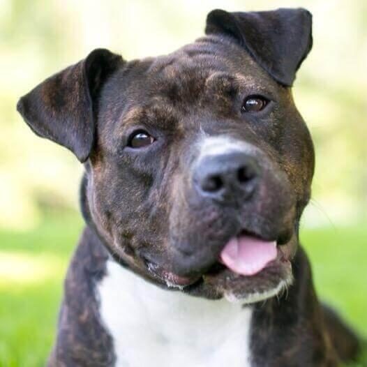 Son Los American Staffordshire Terriers Buenos Perros De Familia