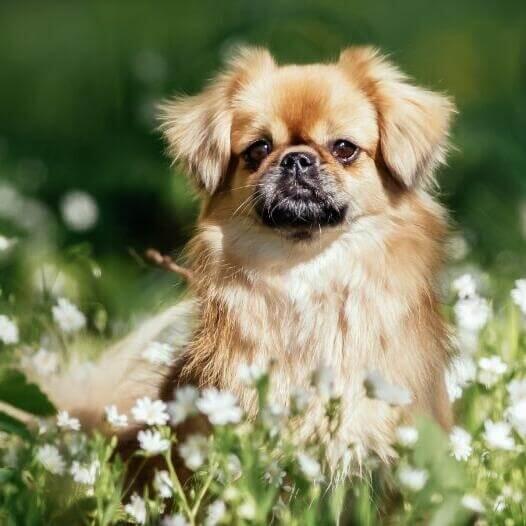 Información sobre la raza de perro Spaniel tibetano | Purina