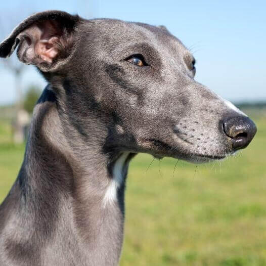Información sobre la raza de perro Whippet | Purina