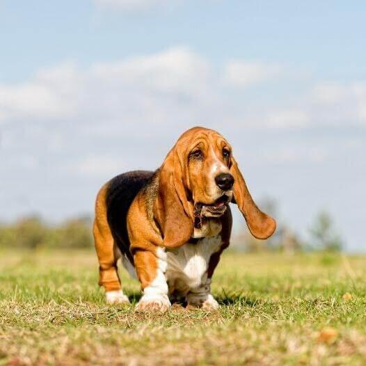 Información sobre la raza de perro Basset hound | Purina
