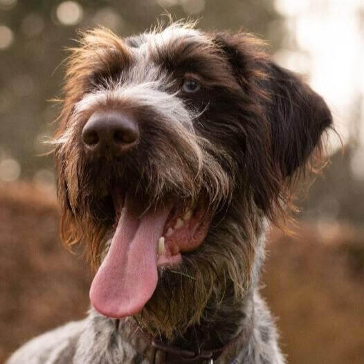 Información sobre la raza Braco alemán de pelo duro | Purina