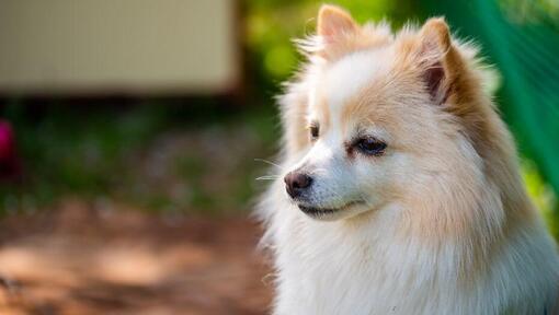 Información sobre la raza de perro Spitz alemán mediano | Purina®