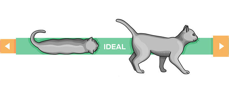 Herramienta Sistema de Condición Corporal para gatos | Purina®