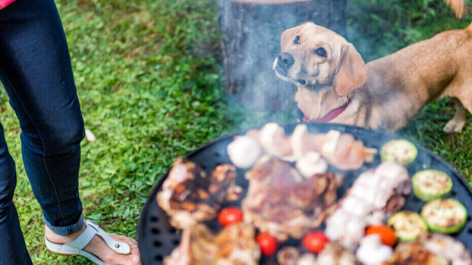 Comida casera para perros: qué debe llevar y qué no | Purina